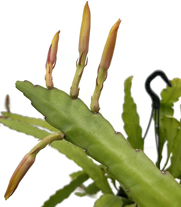 Epiphyllum "Frühlingsgold" - gelbblütiger Blattkaktus – Fangblatt GmbH