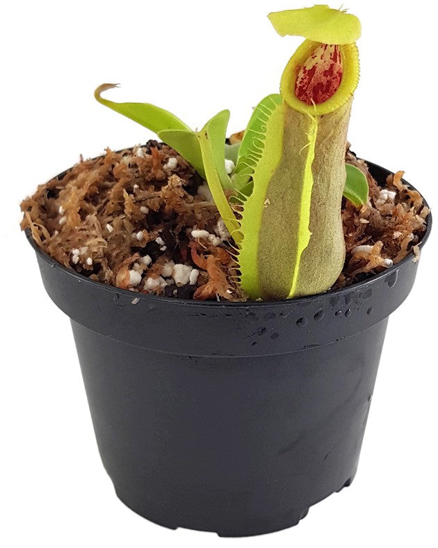 Nepenthes Spathulata & Hybriden – Fangblatt GmbH